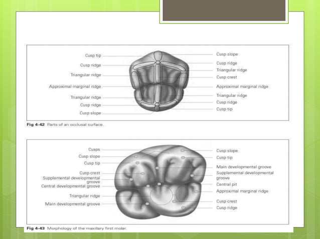 Anatomical land marks of a tooth | PPTX | Dental Health | Diseases and ...