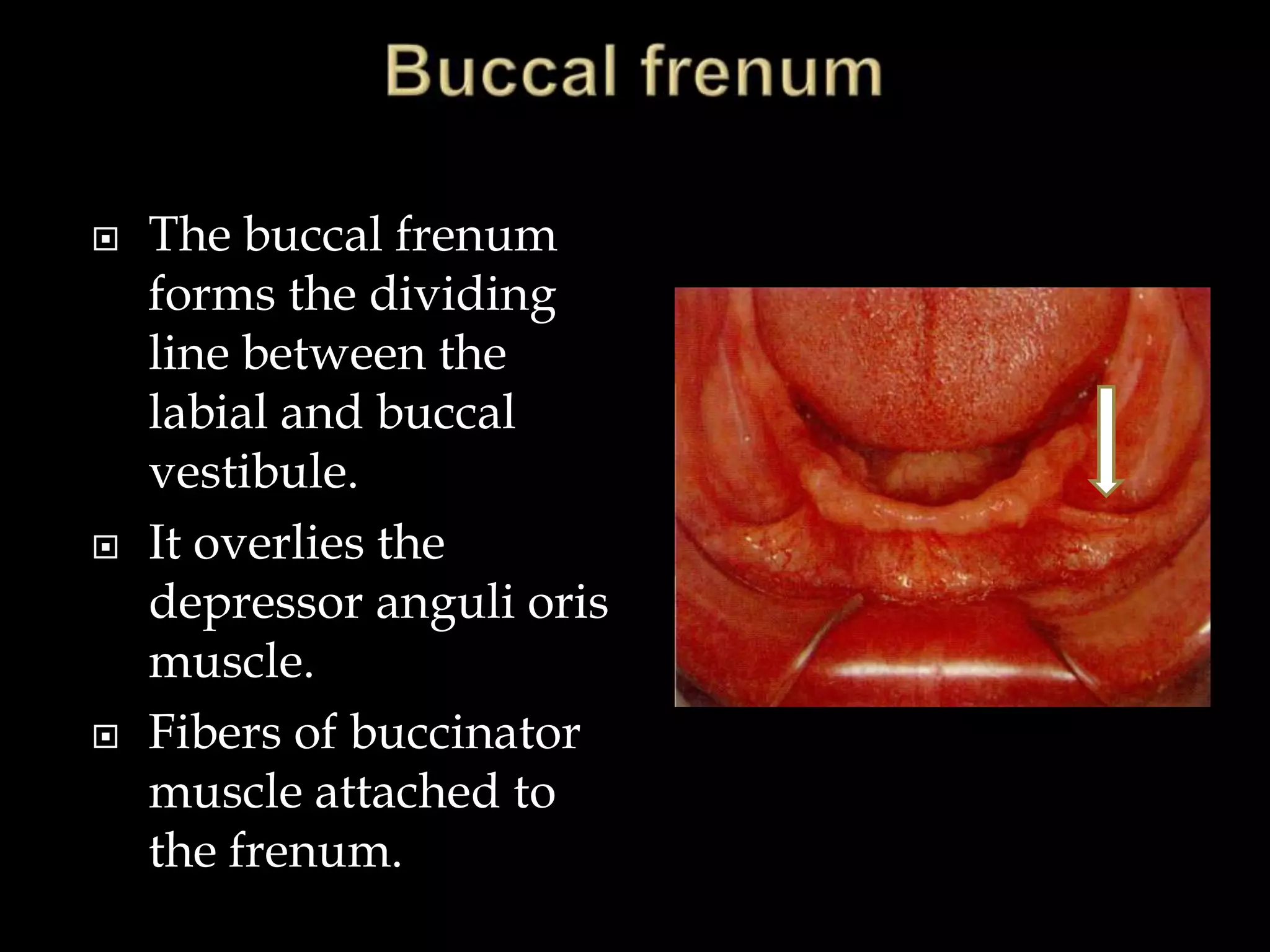 Anatomical landmarks of denture bearing area of.pptx final | PPTX