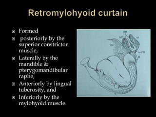 Retromylohyoid Fold
