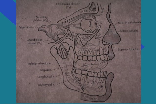 Anatomical landmarks of local anesthesia / oral surgery courses | PPT ...