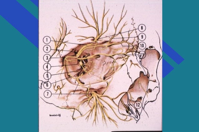 Anatomical landmarks of local anesthesia / oral surgery courses | PPT ...