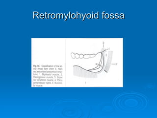 Anatomical Landmarks of Mandibular arches.ppt