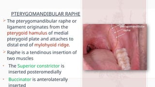 ANATOMICAL LANDMARKS OF MANDIBLE prostho-1.pptx