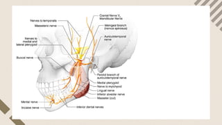 Anatomical Landmarks of Mandibular Arch..pptx