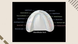 Anatomical Landmarks of Mandibular Arch..pptx