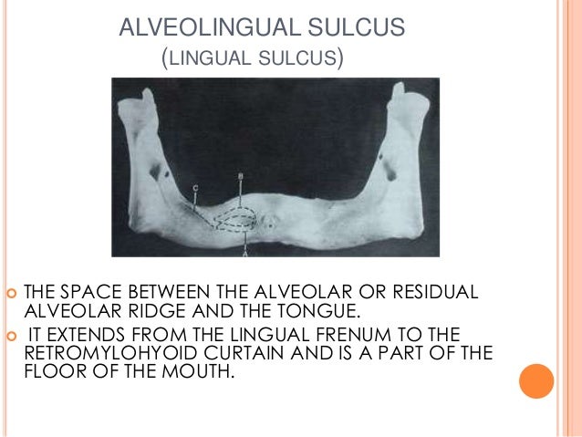 Anatomical landmarks of mandibule