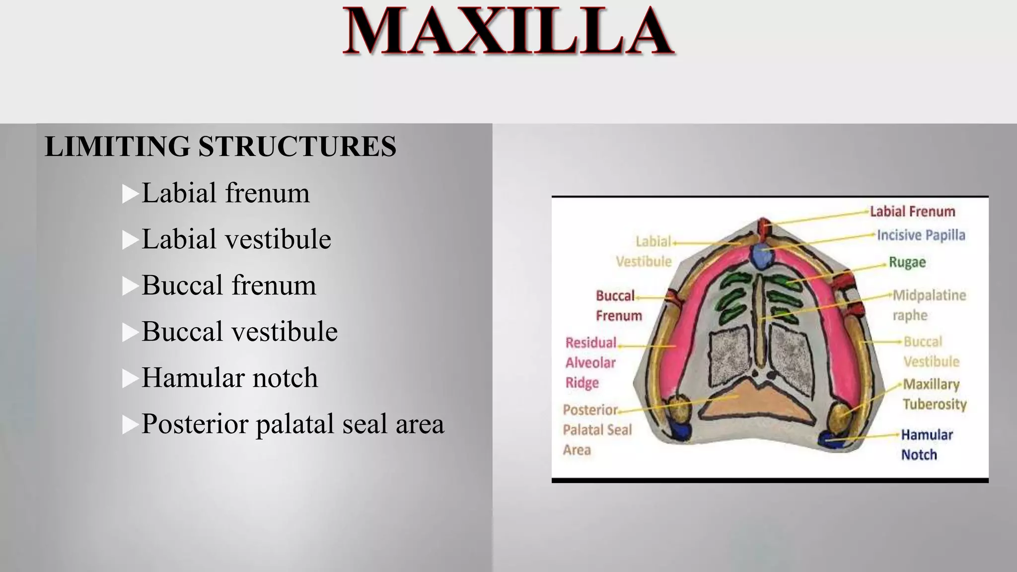 Anatomical landmarks of maxila | PPTX