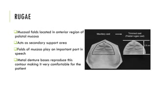 Anatomical landmarks of maxilla | PDF
