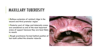 Anatomical landmarks of maxilla | PDF