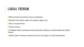 Anatomical landmarks of maxilla | PDF