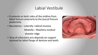 Anatomical landmarks of maxilla | PPTX