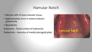 Anatomical landmarks of maxilla | PPTX