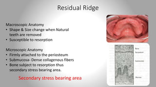 Anatomical landmarks of maxilla | PPTX