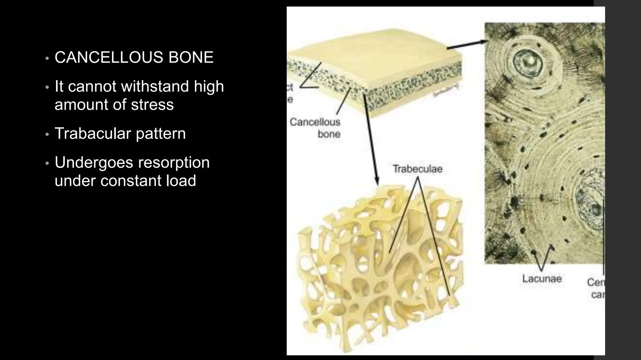 ANATOMICAL LANDMARKS OF MAXILLA AND MANDIBLE.pptx