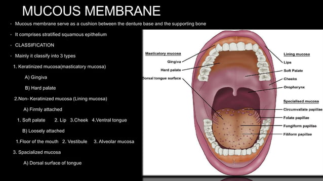 ANATOMICAL LANDMARKS OF MAXILLA AND MANDIBLE.pptx | Dental Health ...
