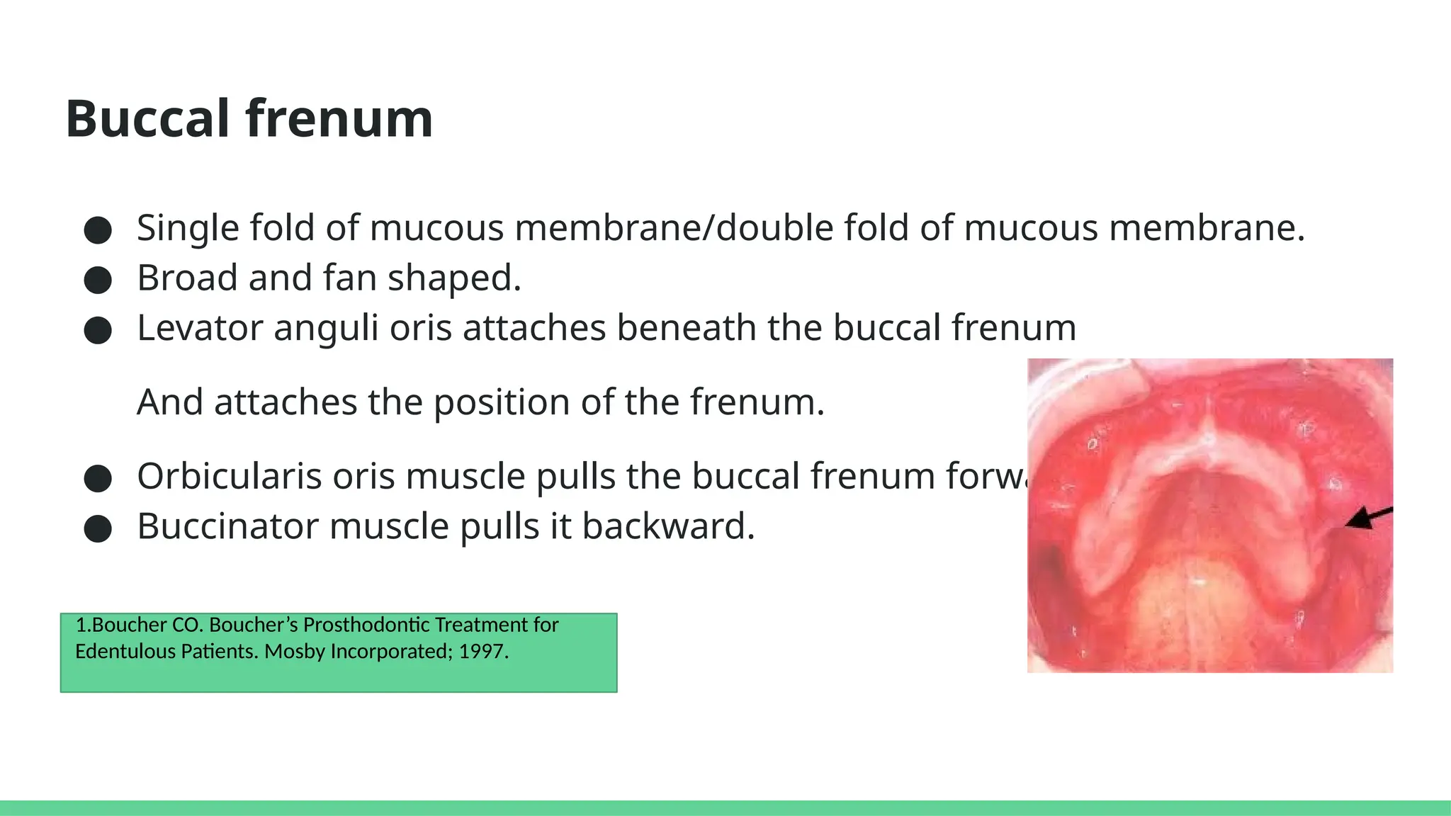 Anatomical landmarks of maxilla and mandible.pptx