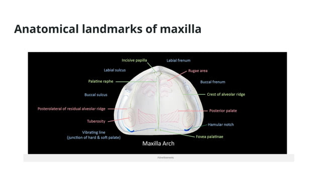 Anatomical landmarks of maxilla and mandible.pptx