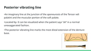 Anatomical landmarks of maxilla and mandible.pptx