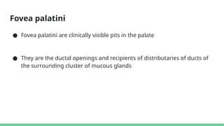 Anatomical landmarks of maxilla and mandible.pptx