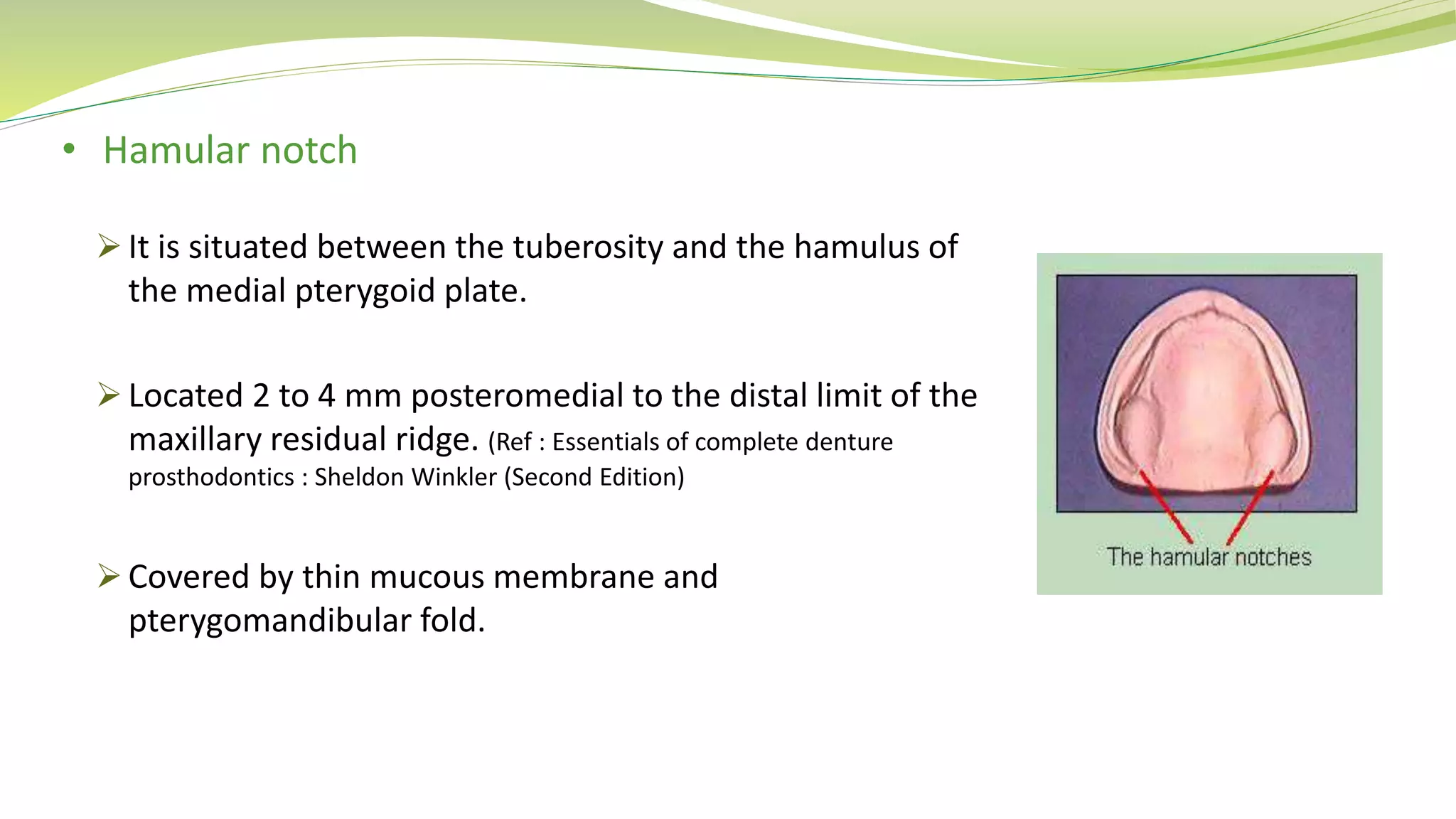Anatomical landmarks of maxilla and mandible [autosaved] | PPTX