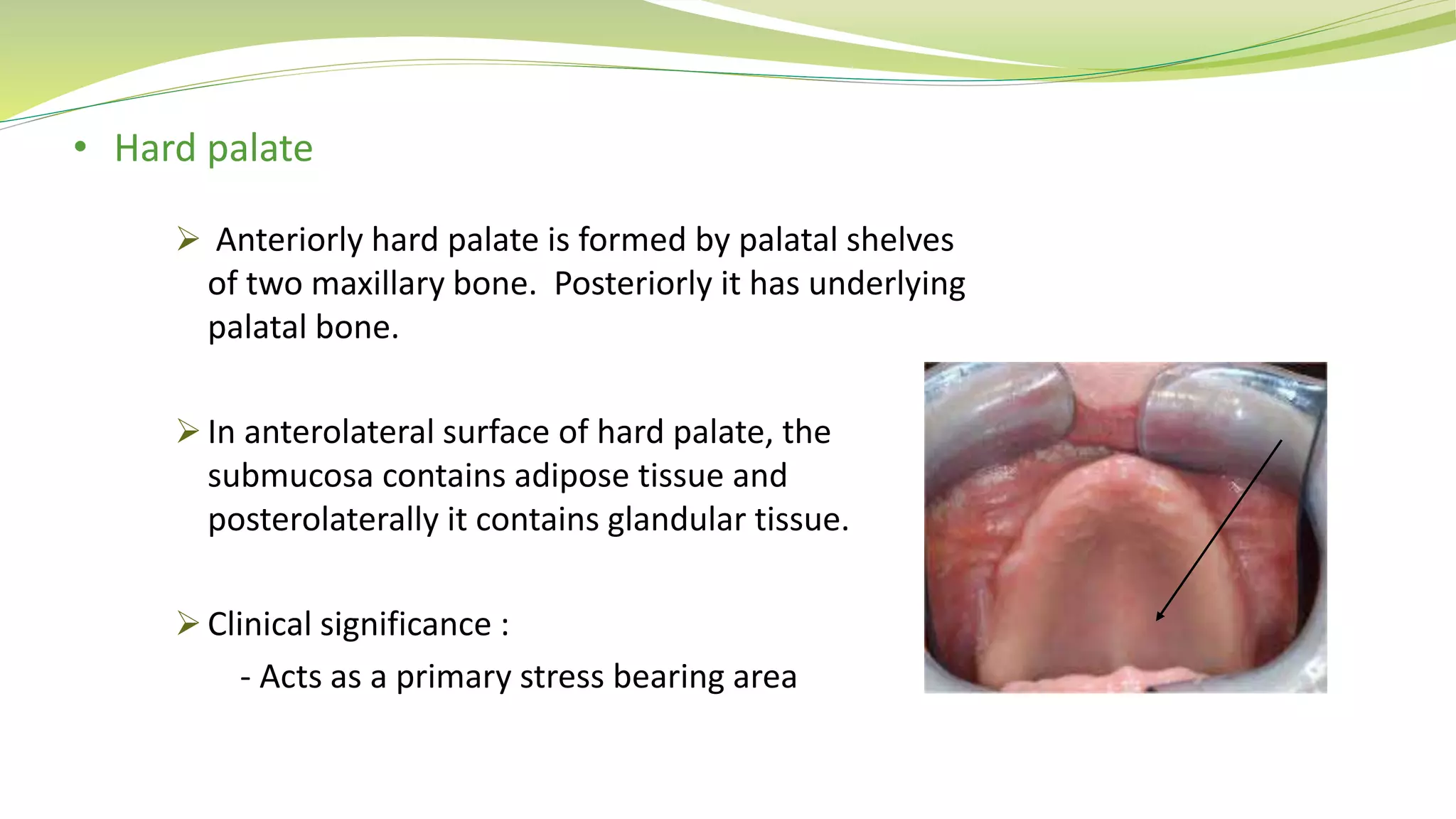 Anatomical landmarks of maxilla and mandible [autosaved] | PPTX