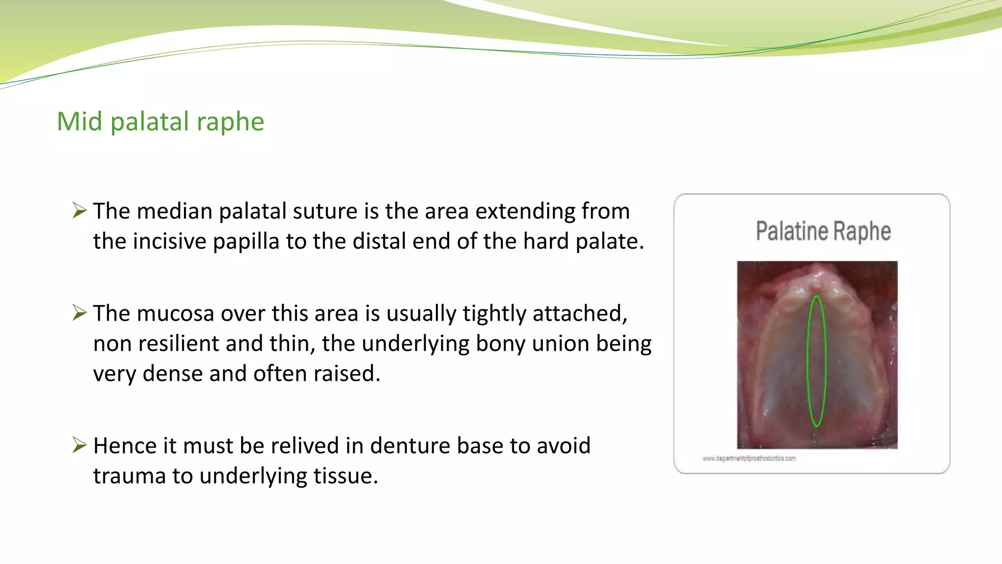 Anatomical landmarks of maxilla and mandible [autosaved] | PPTX