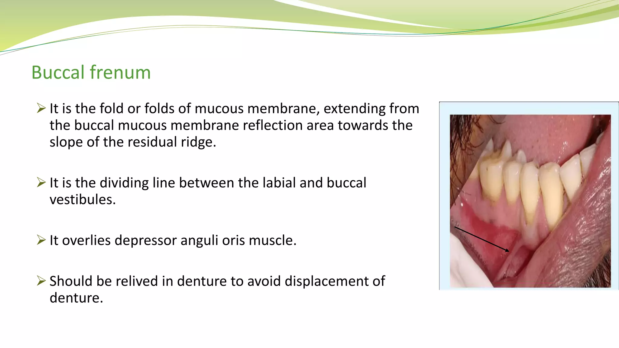 Anatomical landmarks of maxilla and mandible [autosaved] | PPTX
