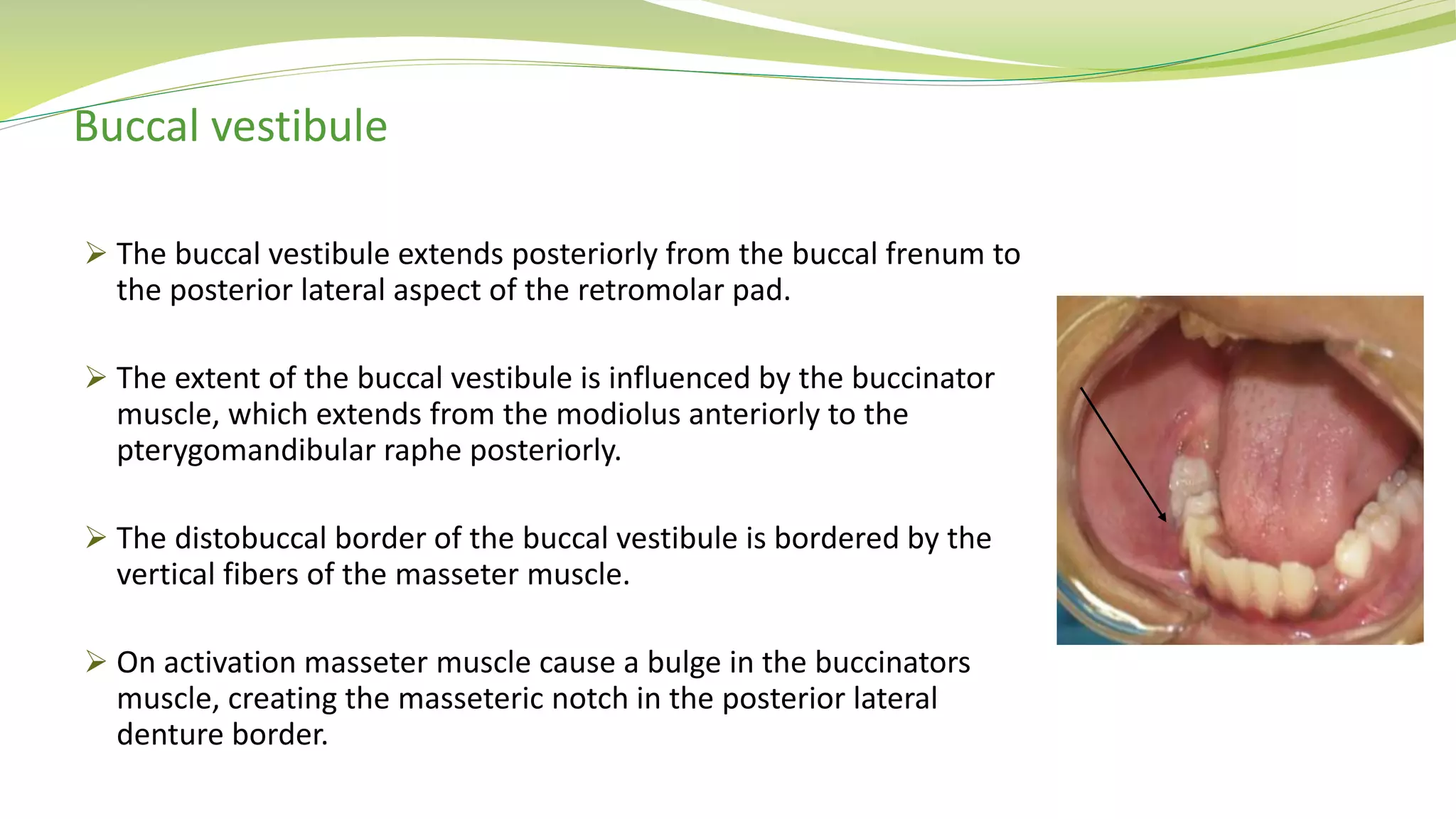 Anatomical landmarks of maxilla and mandible [autosaved] | PPTX