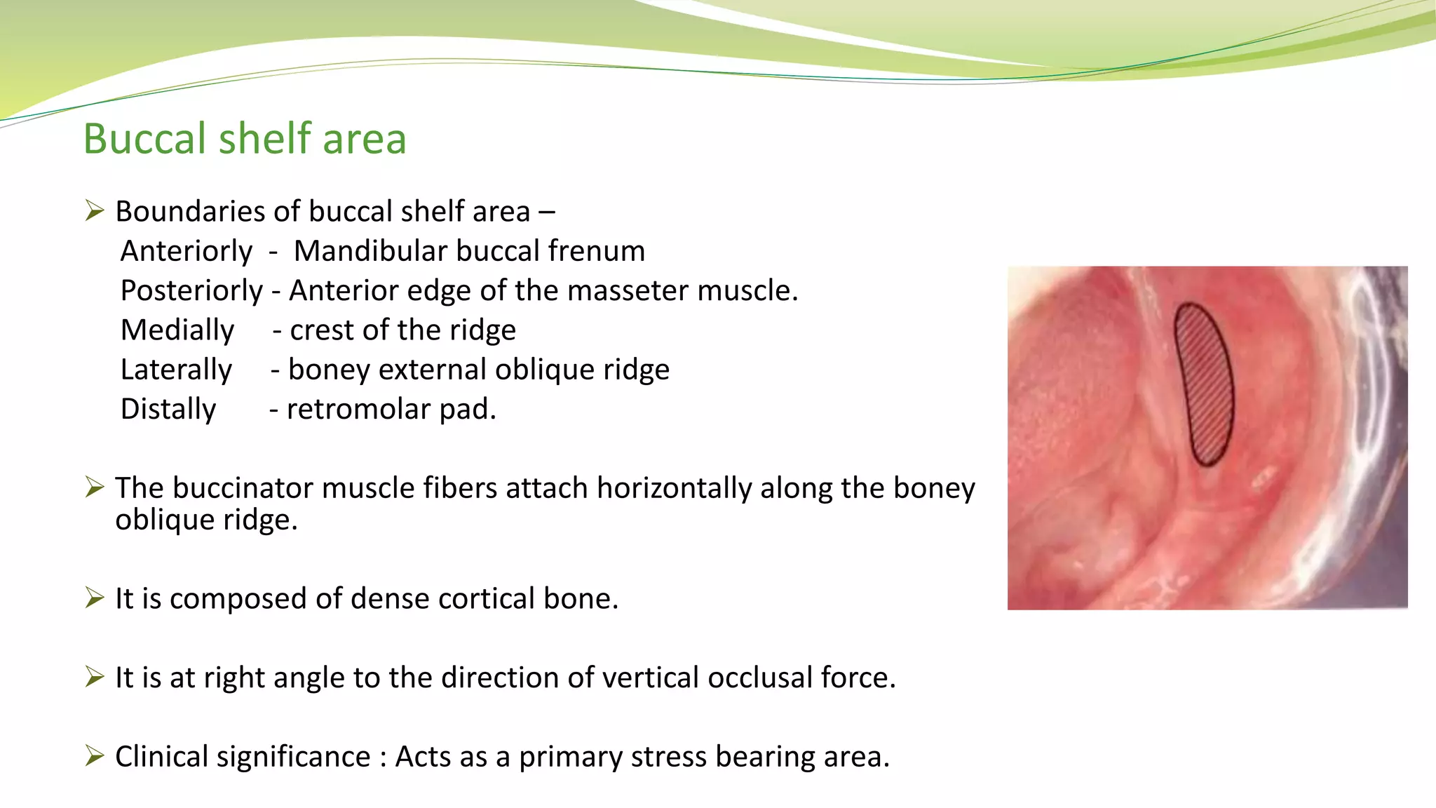 Anatomical landmarks of maxilla and mandible [autosaved] | PPTX