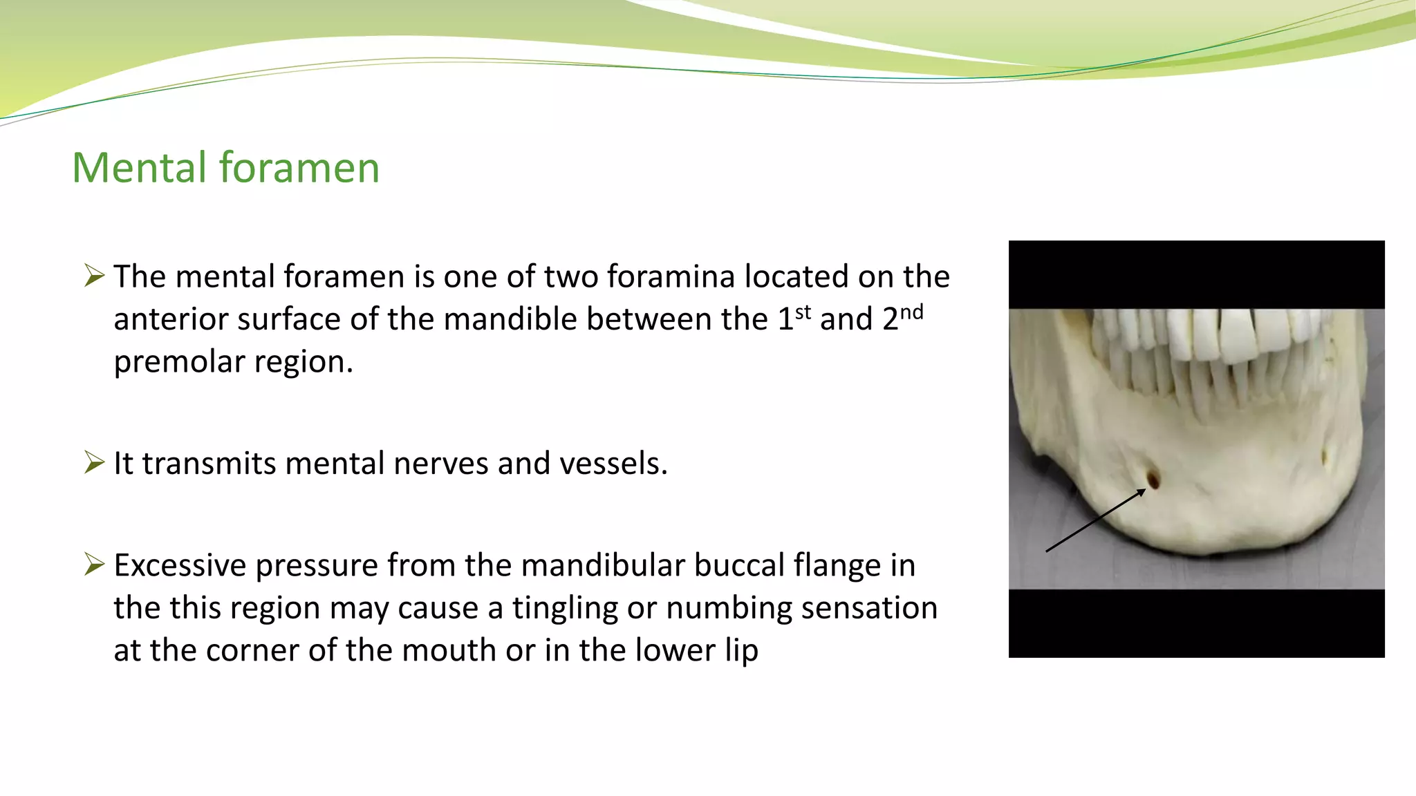 Anatomical landmarks of maxilla and mandible [autosaved] | PPTX | Ear ...