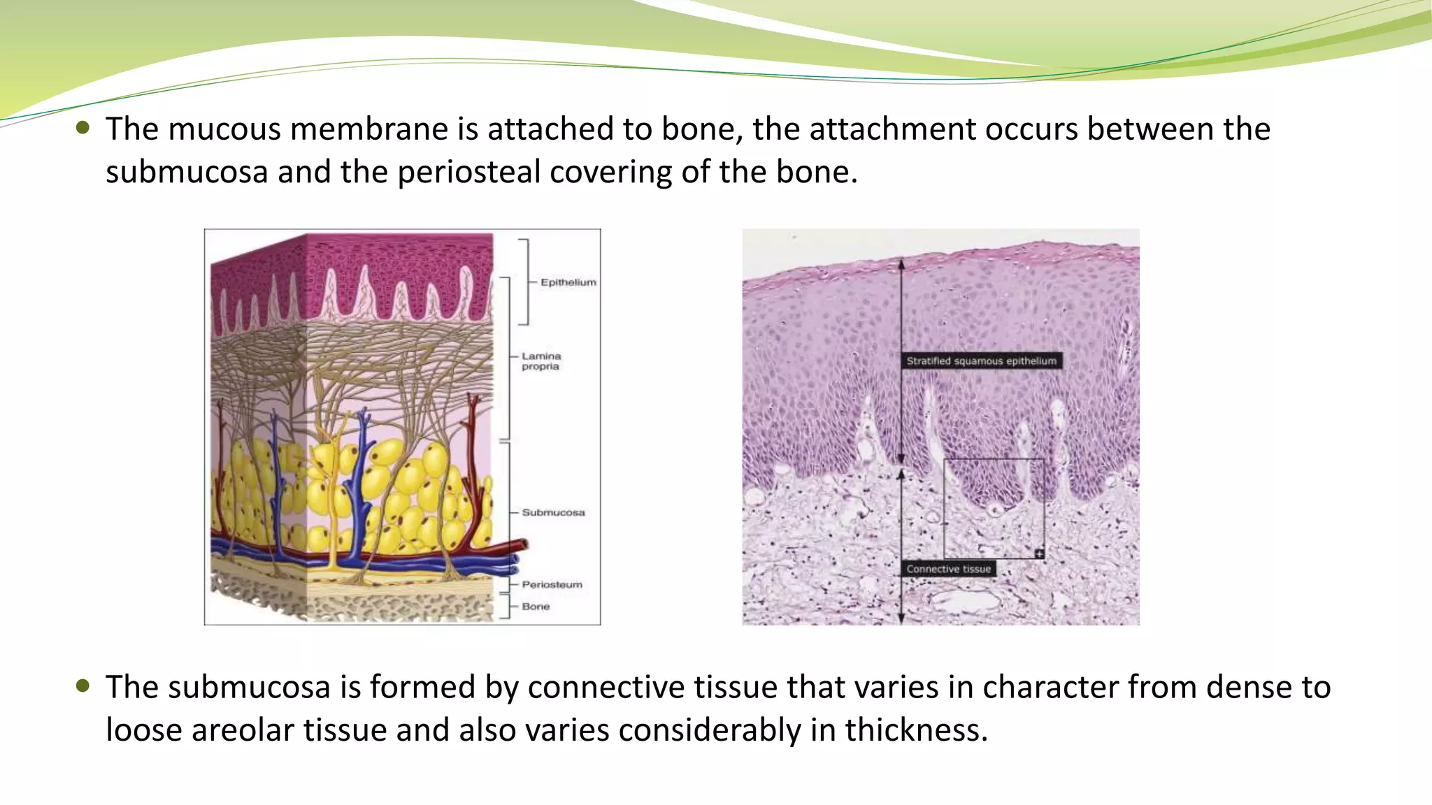 Anatomical landmarks of maxilla and mandible [autosaved] | PPTX