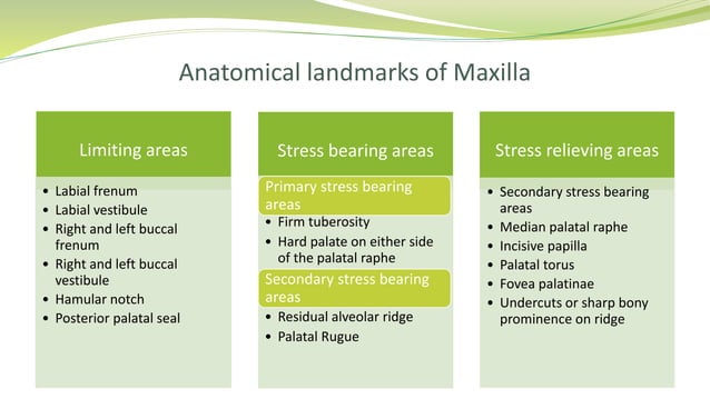 Anatomical landmarks of maxilla and mandible [autosaved] | PPTX | Ear ...