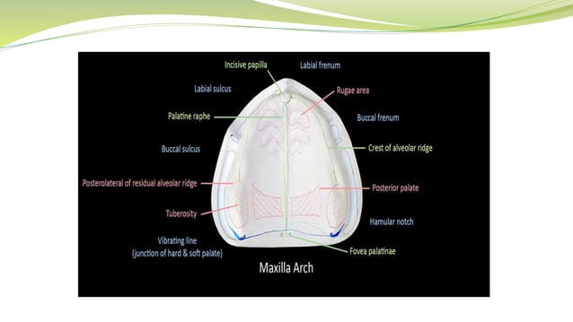 Anatomical landmarks of maxilla and mandible [autosaved] | PPTX | Ear ...