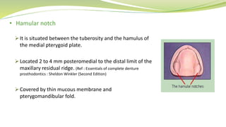 Anatomical landmarks of maxilla and mandible [autosaved] | PPTX