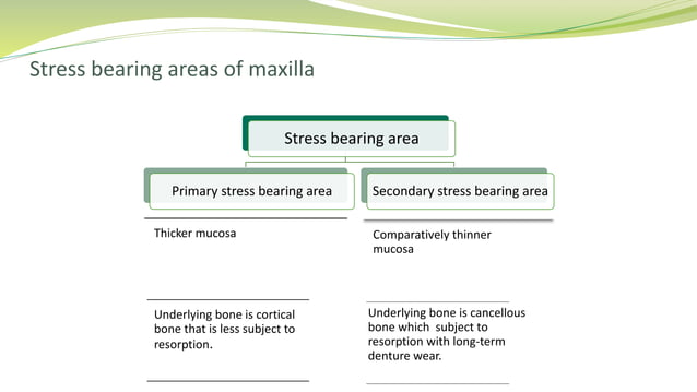 Anatomical landmarks of maxilla and mandible [autosaved] | PPTX | Ear ...