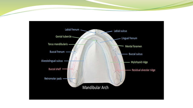 Anatomical landmarks of maxilla and mandible [autosaved] | PPTX | Ear ...