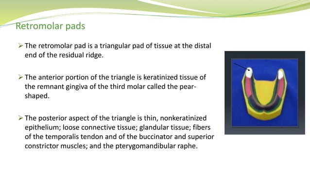 Anatomical landmarks of maxilla and mandible [autosaved] | PPTX | Ear ...