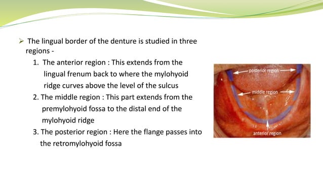 Anatomical landmarks of maxilla and mandible [autosaved] | PPTX | Ear ...