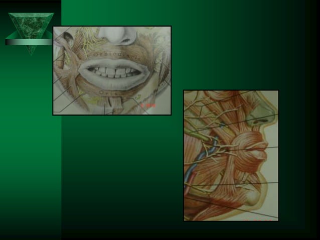 Anatomical Landmarks Of Maxillary And Mandibular Arch.ppt