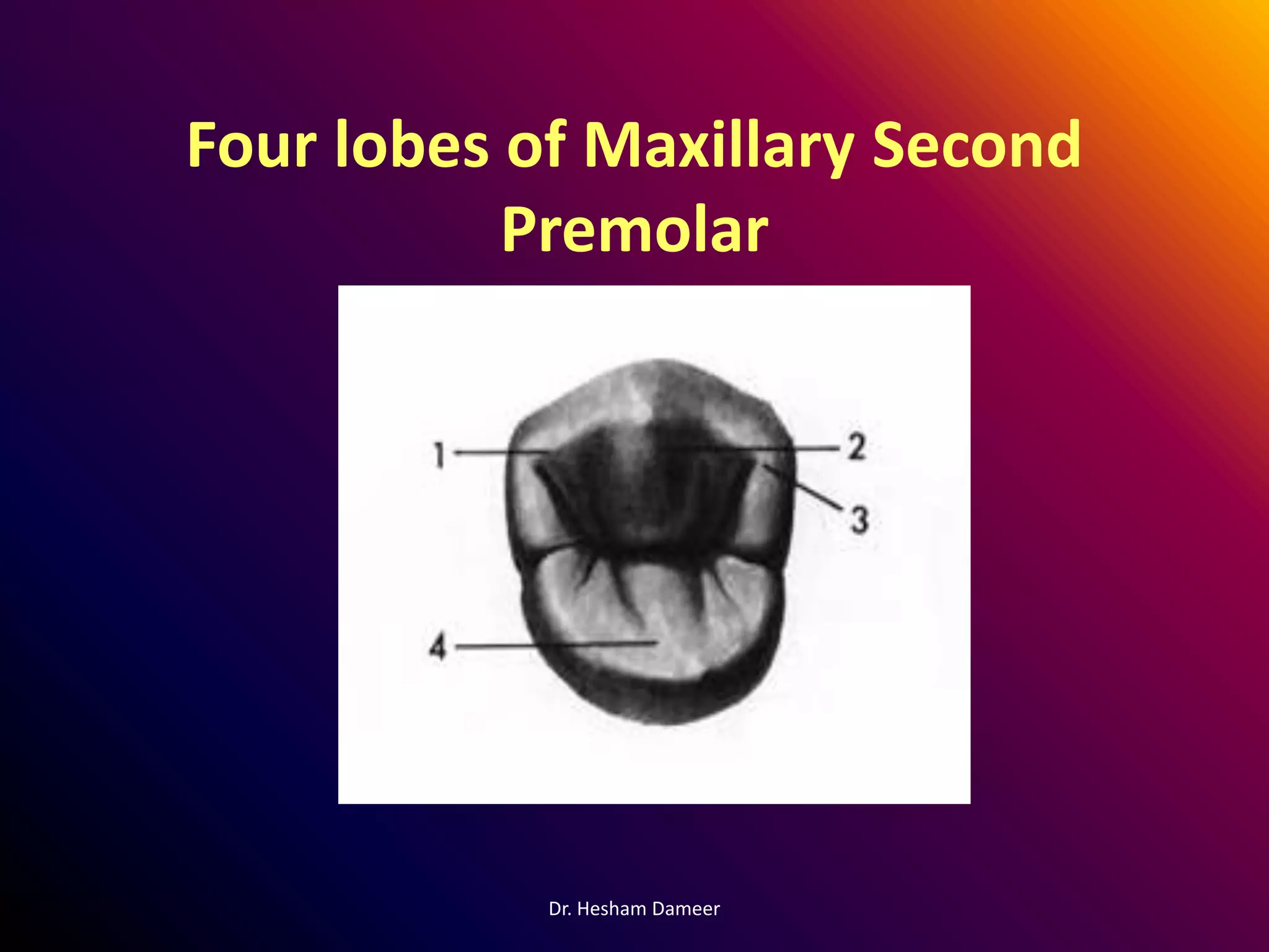 Anatomical landmarks of the crown | PPTX