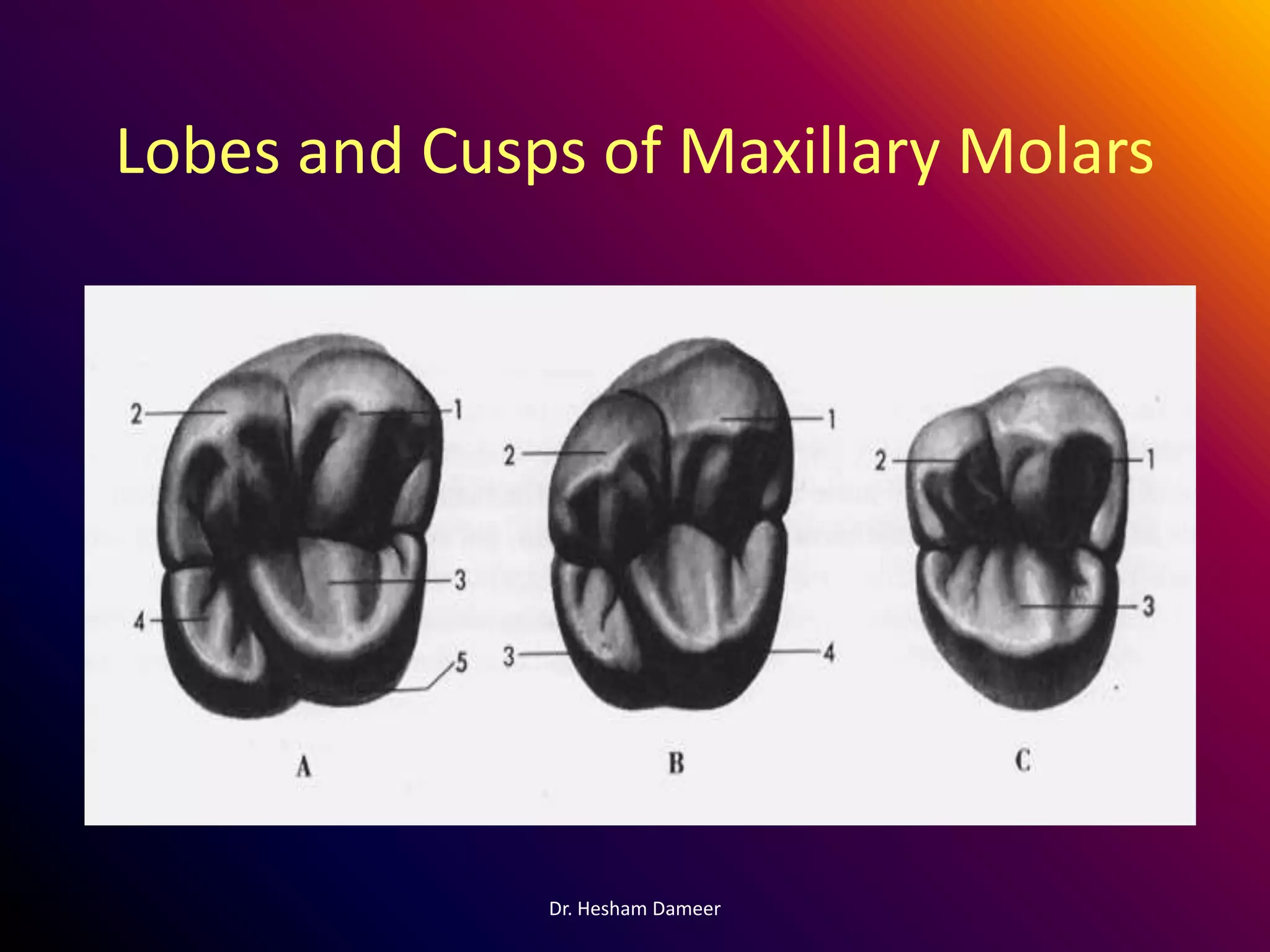 Anatomical landmarks of the crown | PPTX