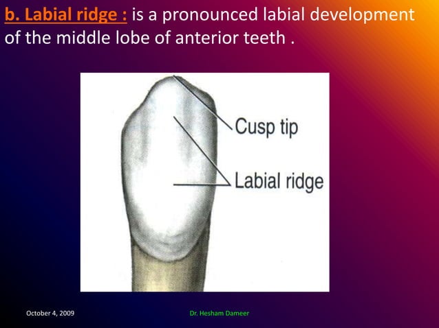 Anatomical landmarks of the crown | PPTX | Dental Health | Diseases and ...