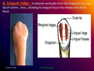 Anatomical landmarks of the crown | PPT