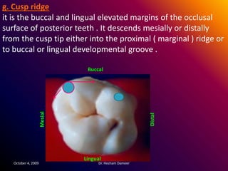 Anatomical landmarks of the crown | PPTX