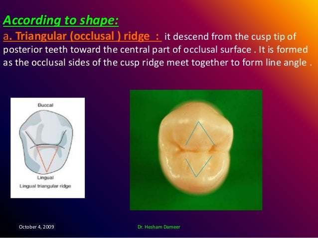 Anatomical landmarks of the crown