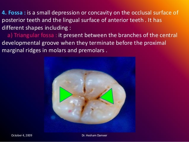 Anatomical landmarks of the crown