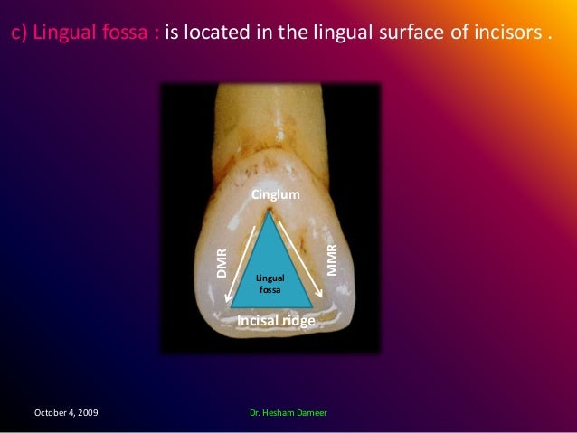 Anatomical landmarks of the crown