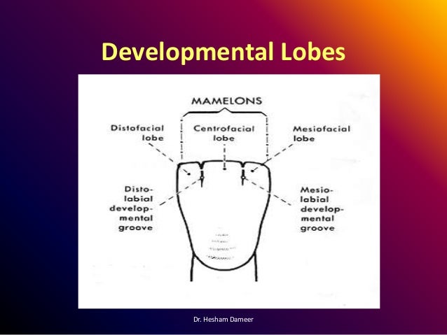 Anatomical landmarks of the crown