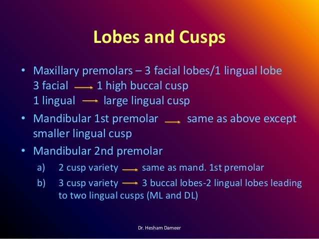 Anatomical landmarks of the crown