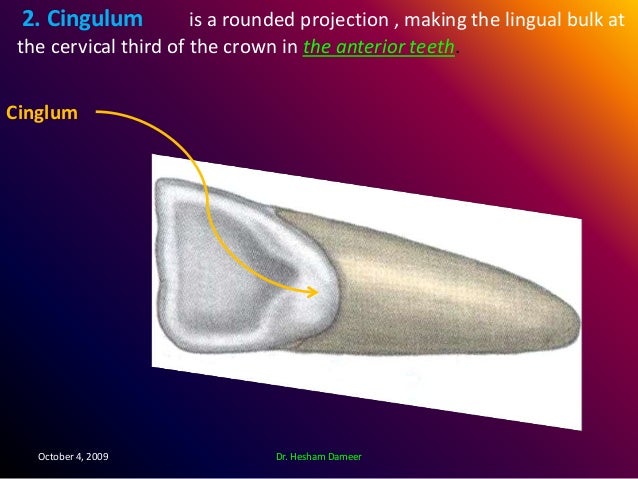 Anatomical landmarks of the crown